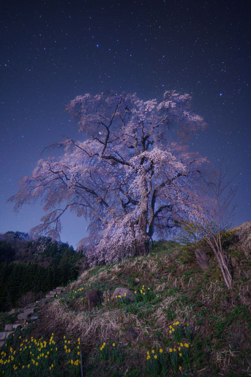 春爛漫22 | GANREF