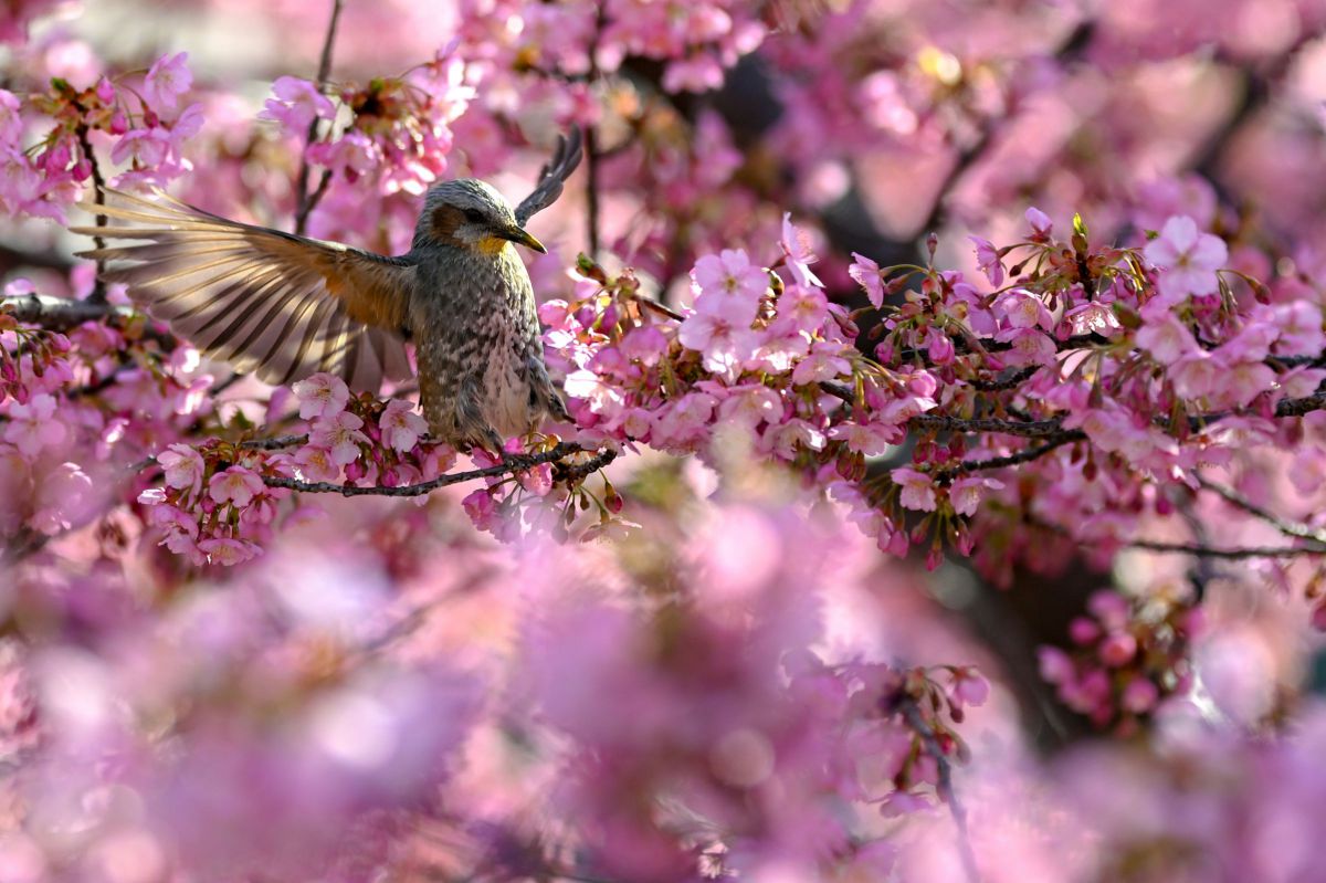 早春賦63 | GANREF