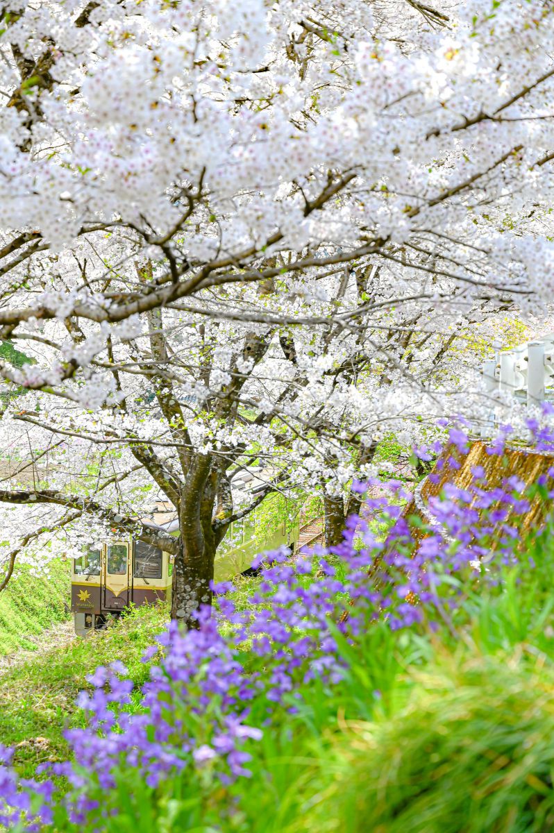 早春賦50 | GANREF