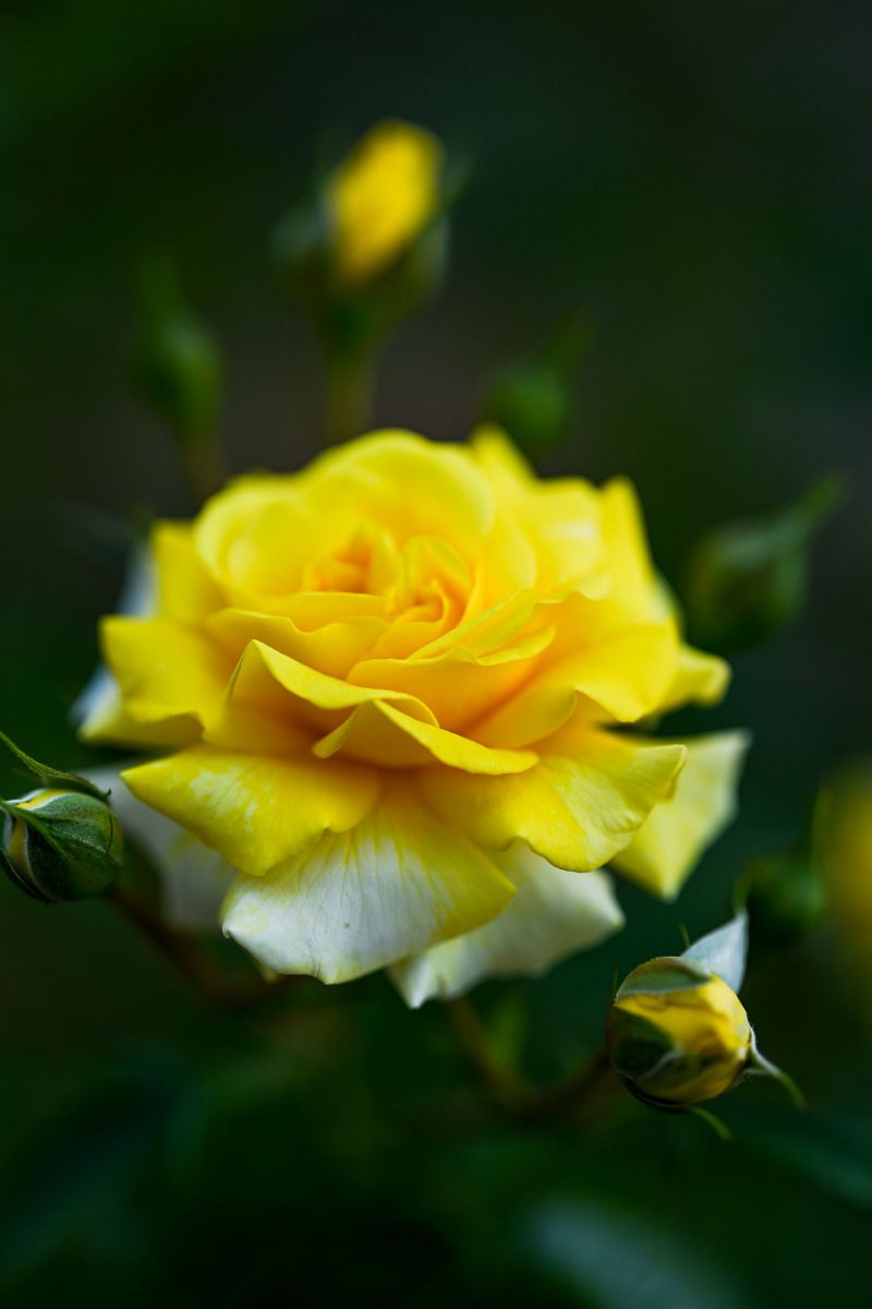 春爛漫44 | GANREF