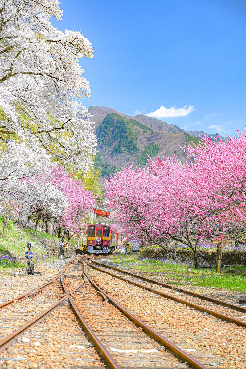 早春賦46 | GANREF