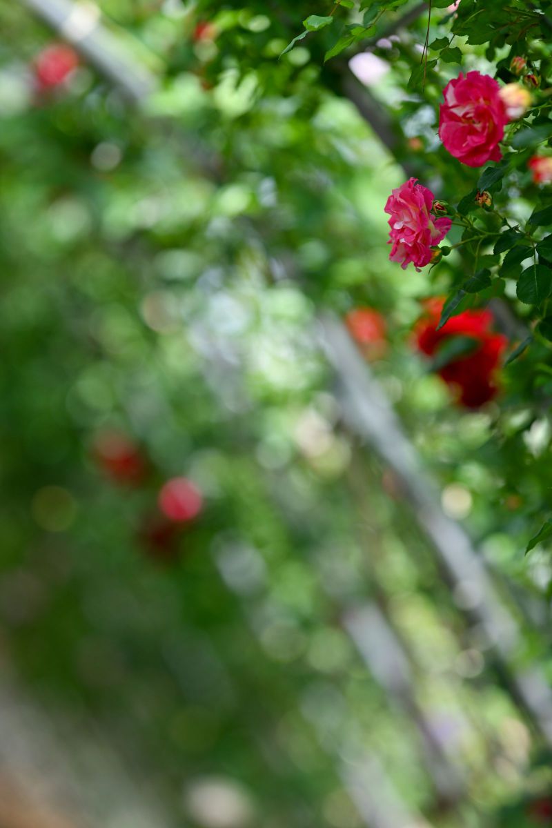 春爛漫45 | GANREF