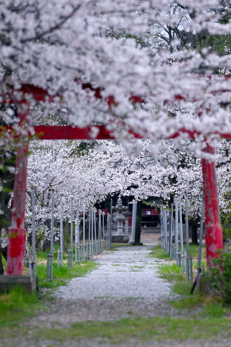 春爛漫13 | GANREF