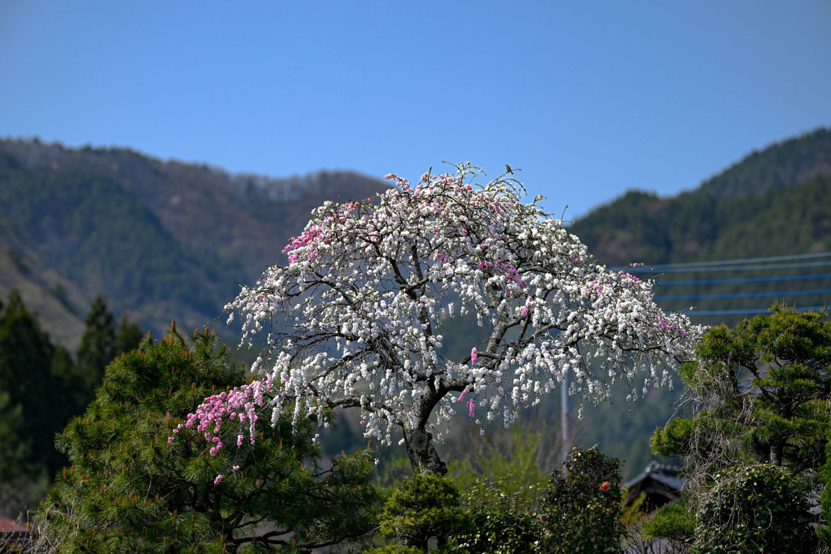 春爛漫30 | GANREF