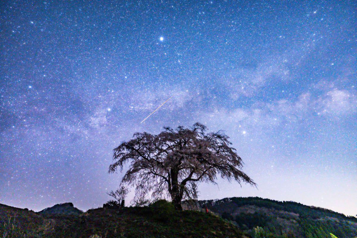 春爛漫23 | GANREF