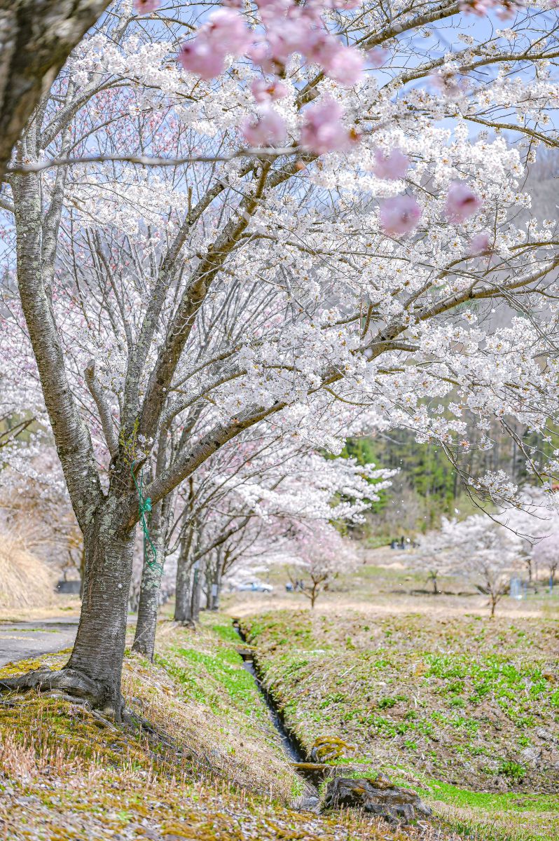 早春賦34 | GANREF