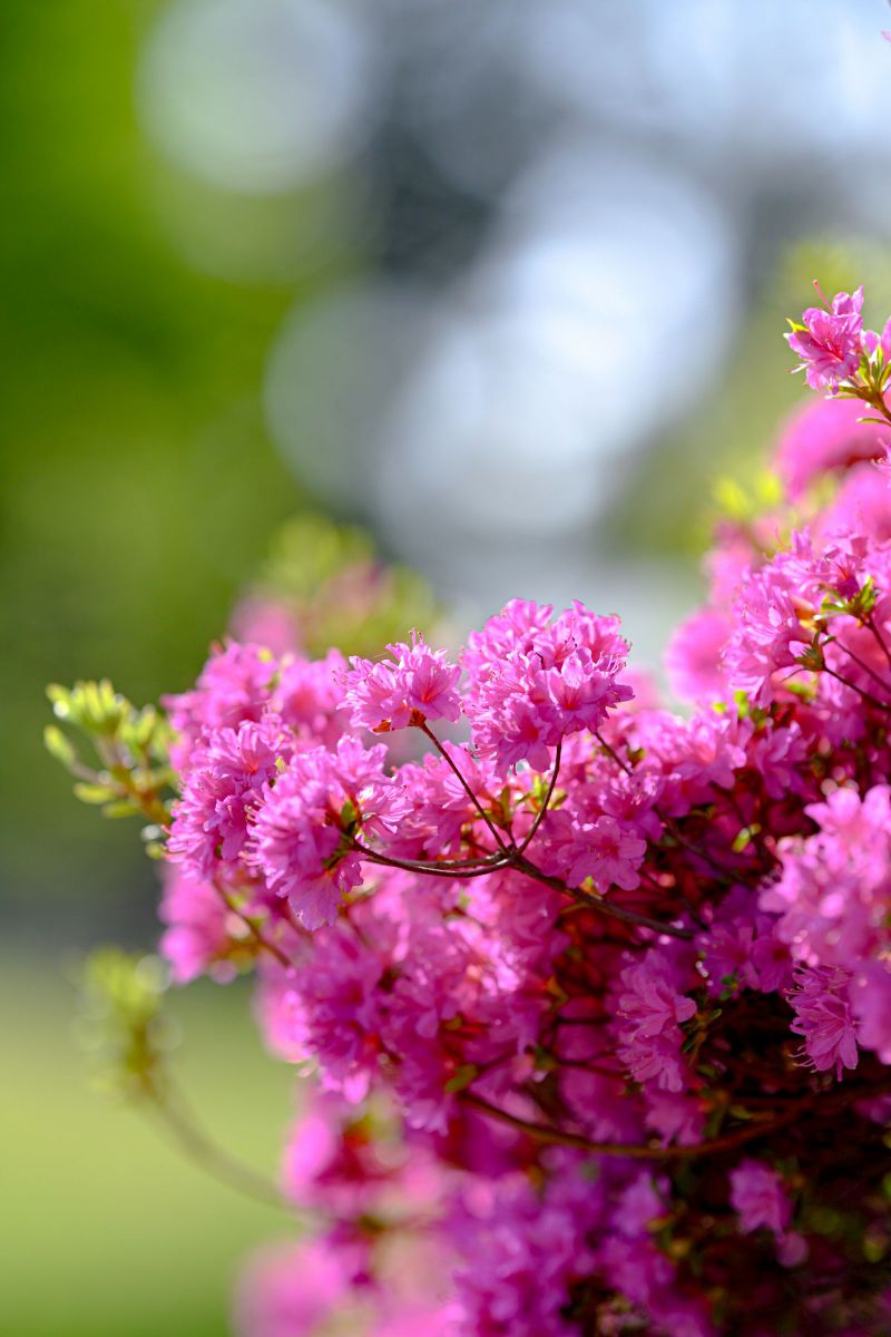 春爛漫37 | GANREF