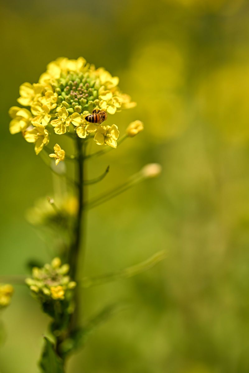 早春賦55 | GANREF