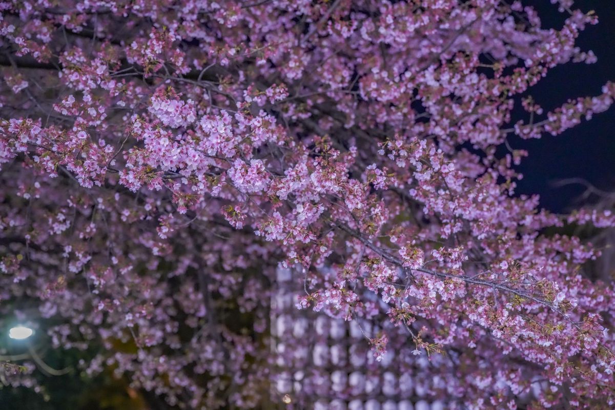 早春賦22 | GANREF