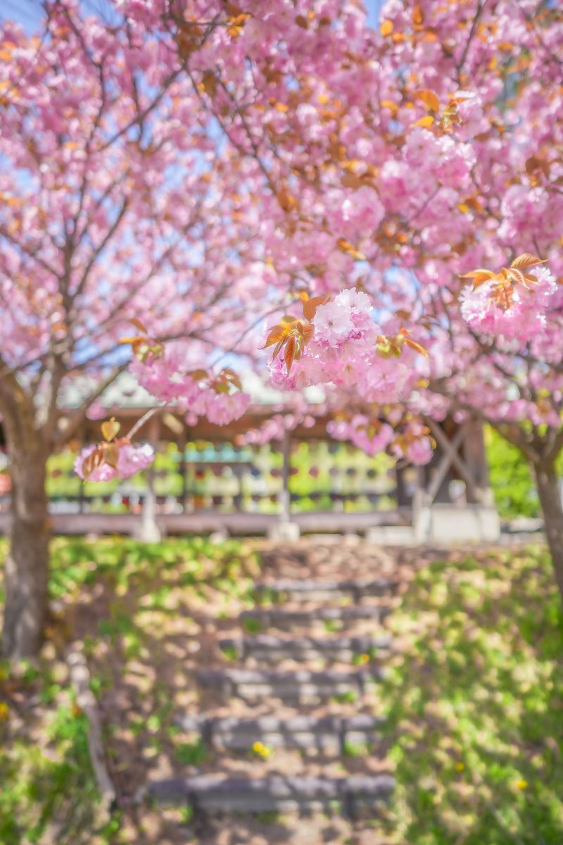 早春賦32 | GANREF