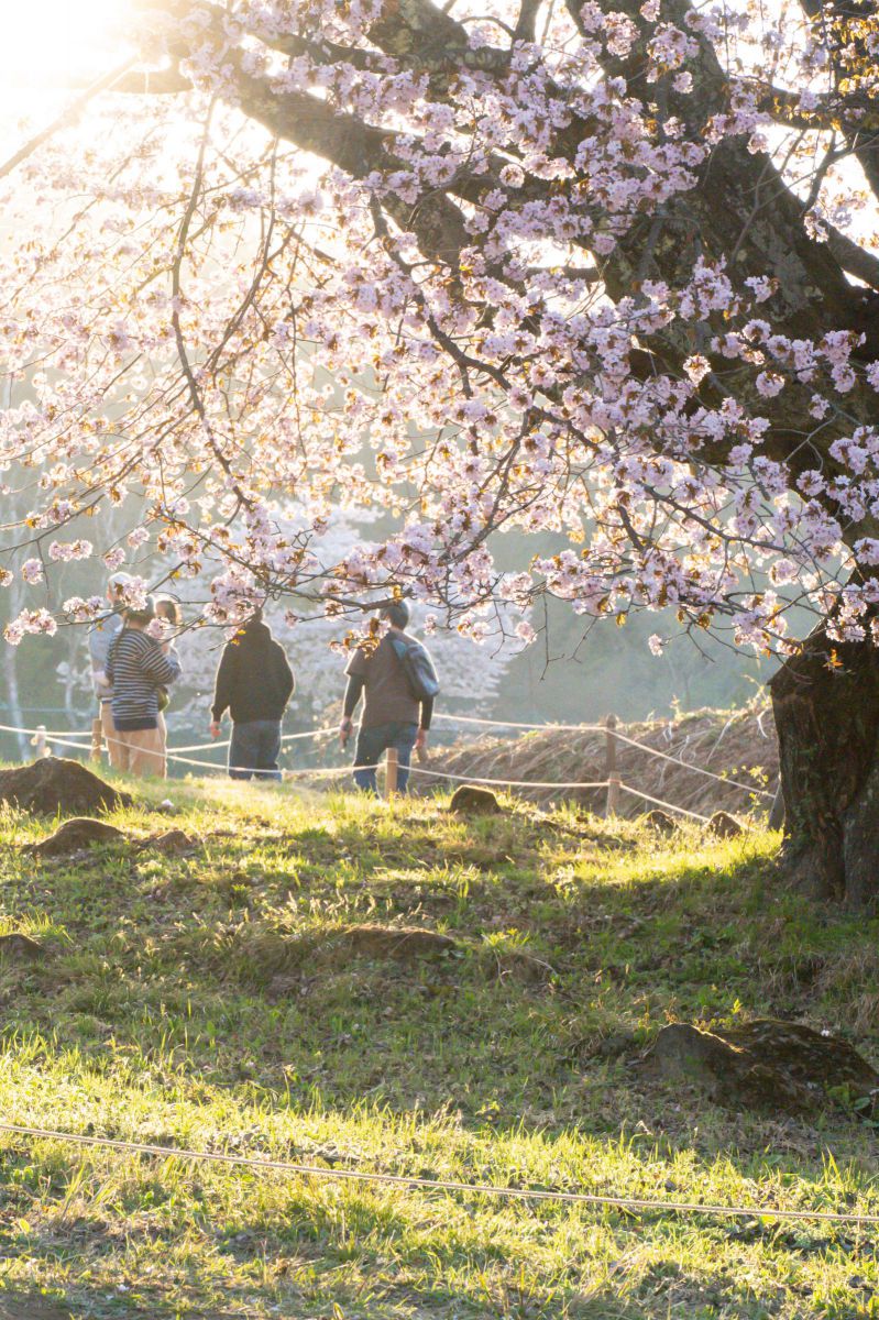 春爛漫32 | GANREF