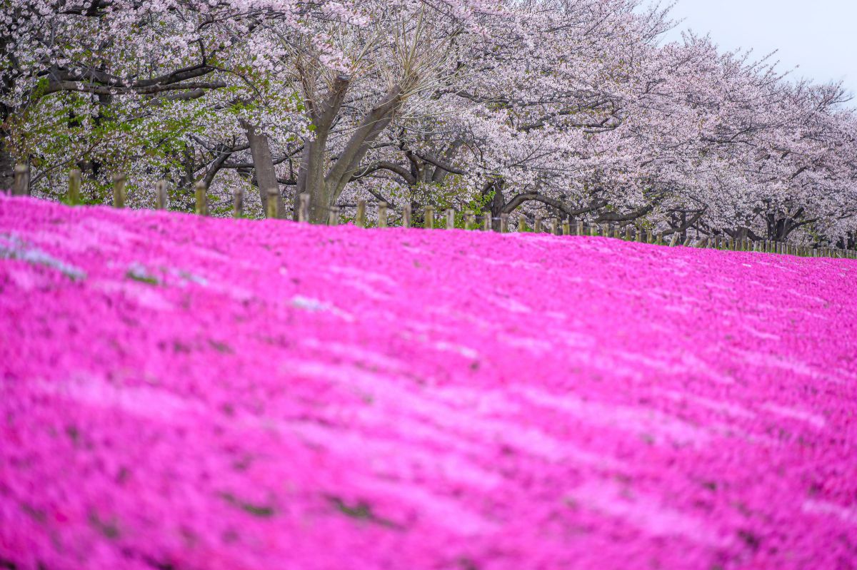 春爛漫11 | GANREF