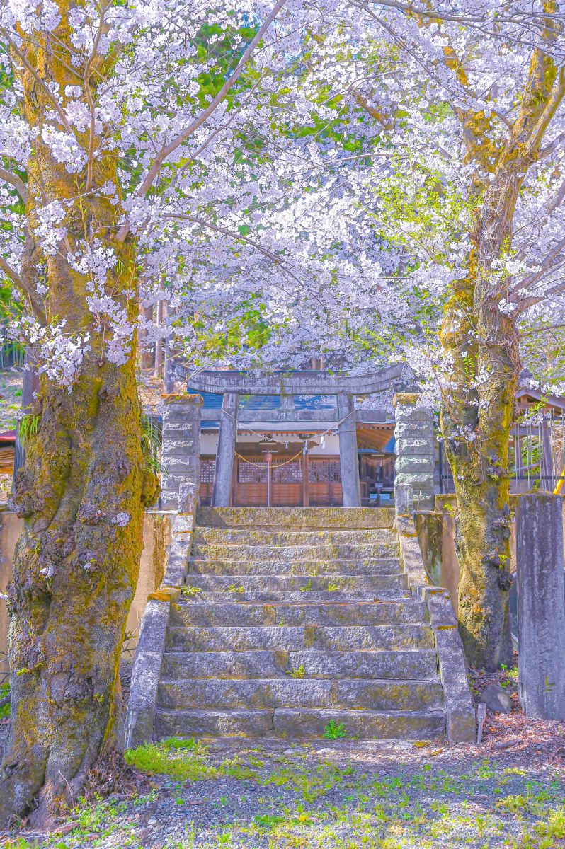 早春賦45 | GANREF