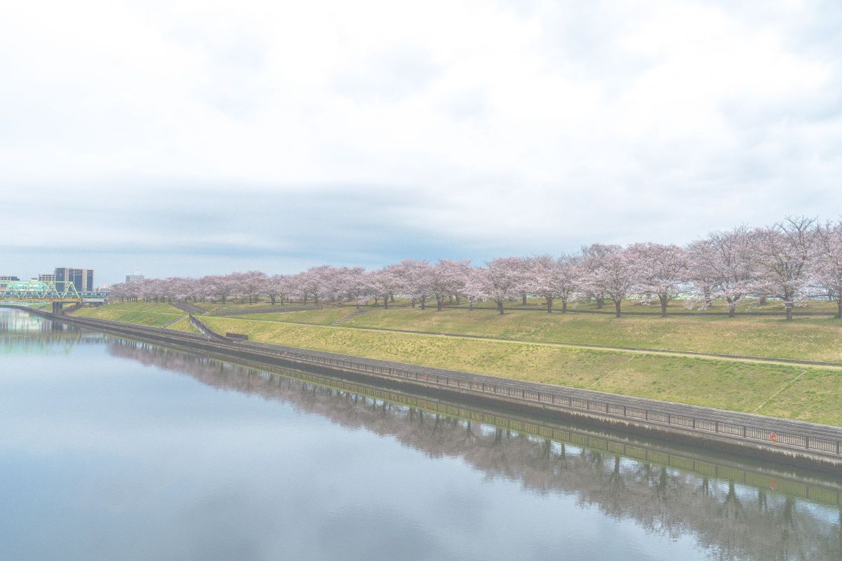 春爛漫18 | GANREF