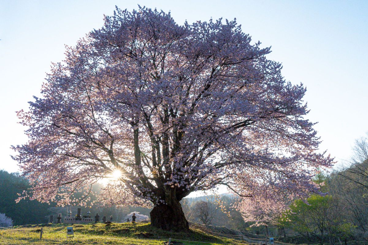 春爛漫26 | GANREF