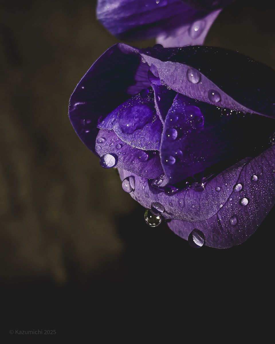 let.me.cry.please | GANREF