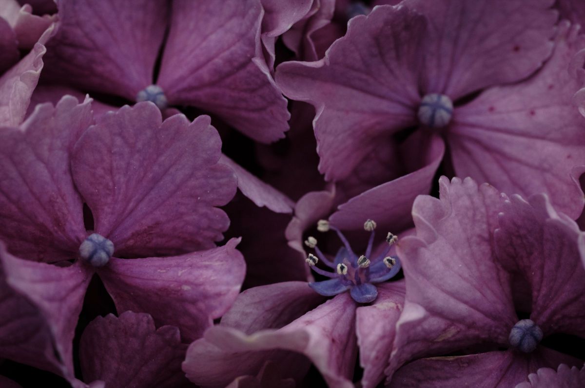Hydrangea | GANREF