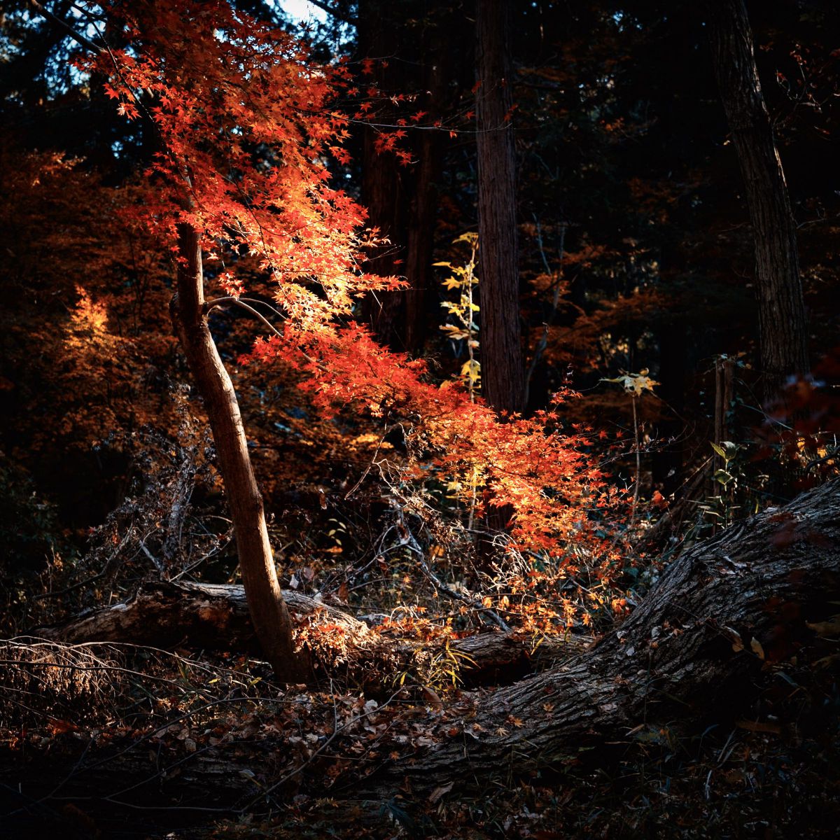 241215/森02 | GANREF