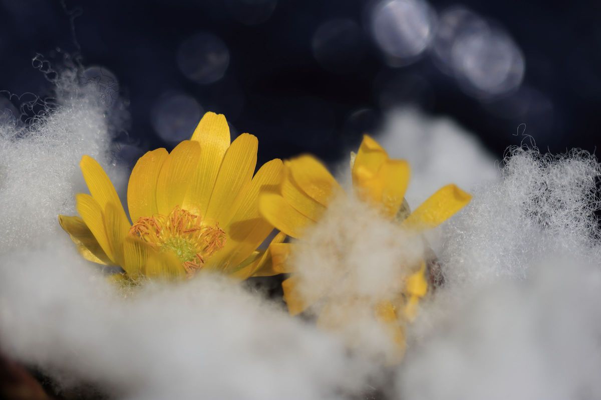 Shining yellow | GANREF