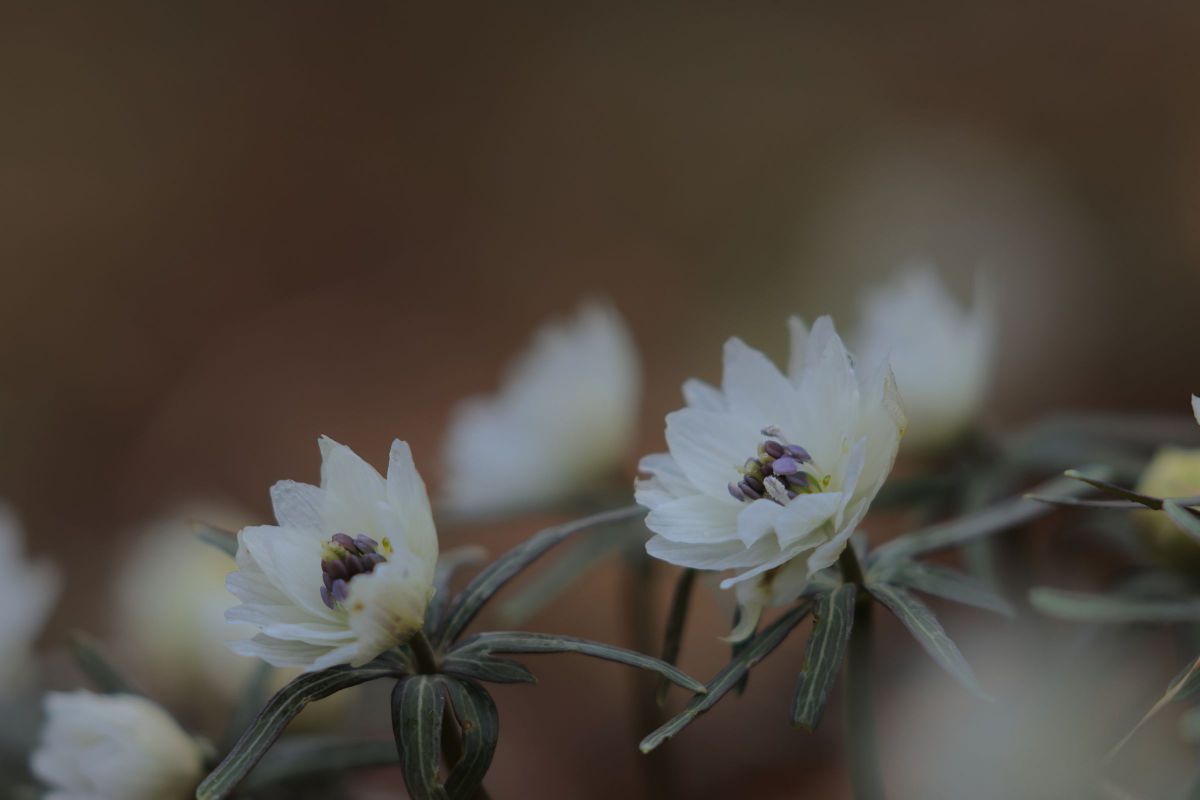 Heralding Spring | GANREF