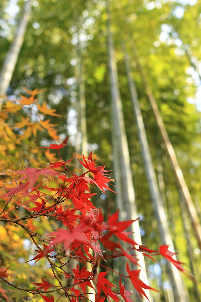 Red and Green | GANREF