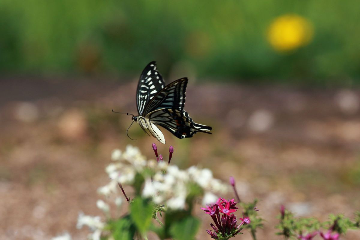 graceful flight | GANREF