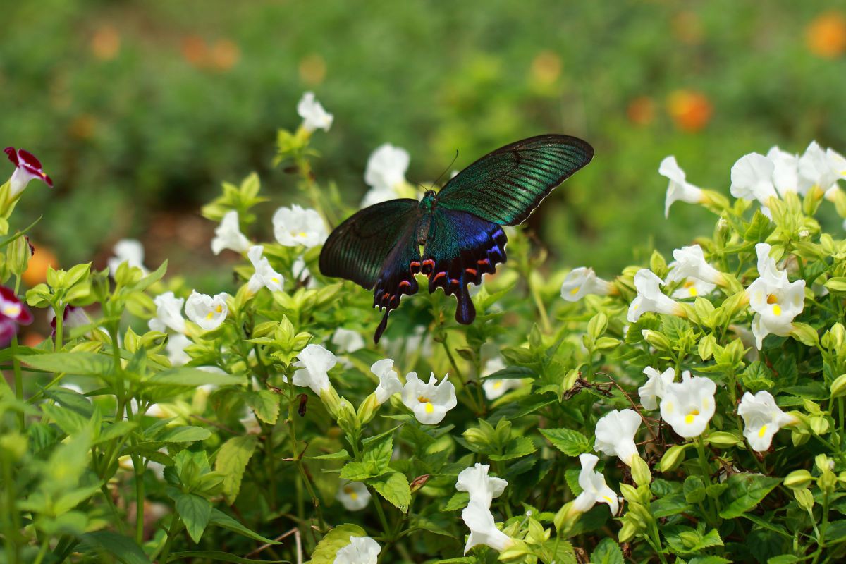 Shining Wings | GANREF