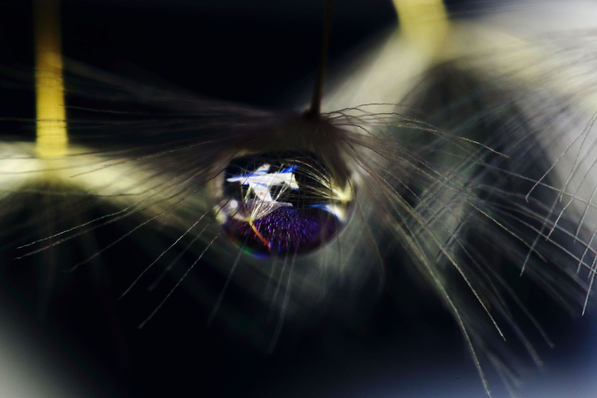 Blue In Drop | GANREF