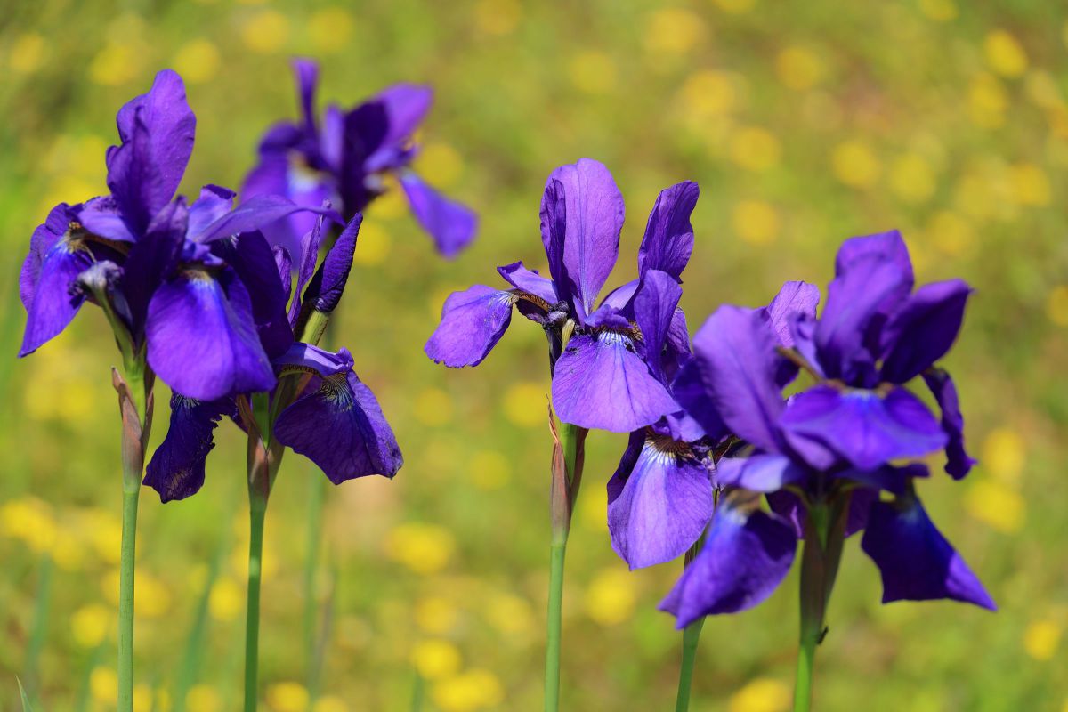 the Forgotten Iris | GANREF