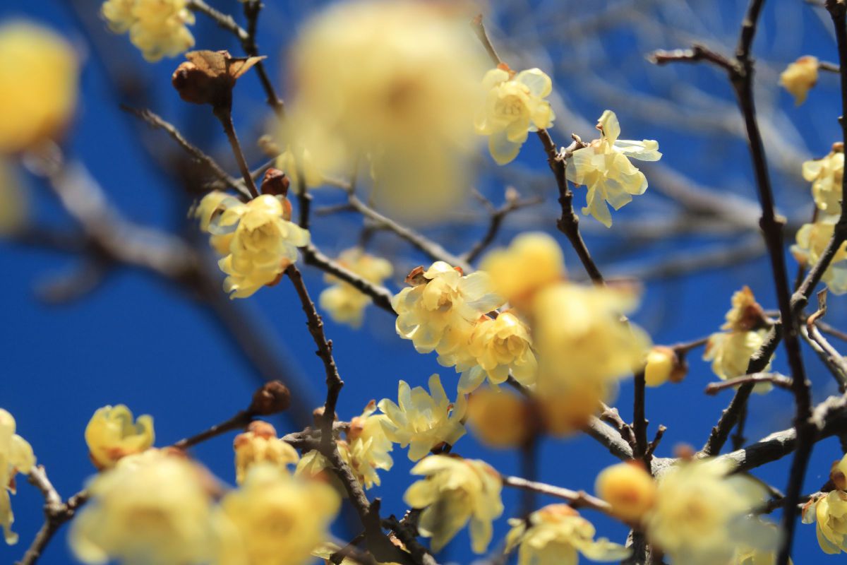 blue & yellow | GANREF