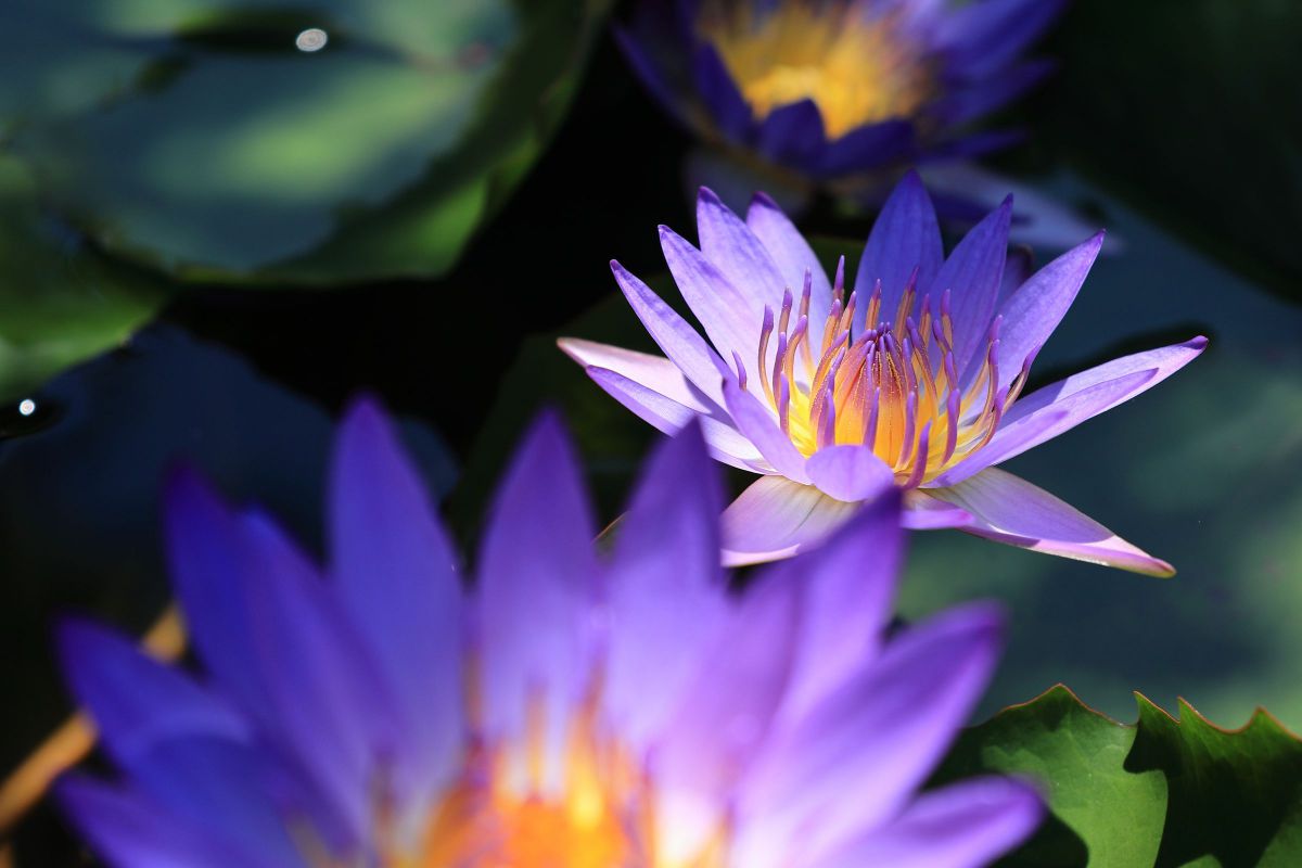 Purple flame | GANREF