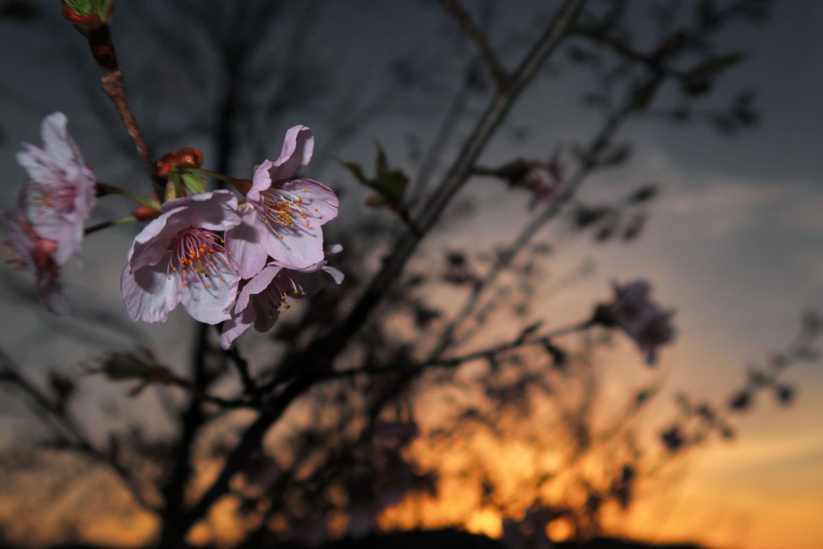 Sunset Cherry | GANREF