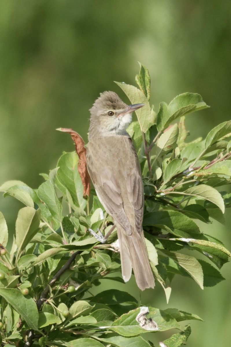 オオヨシキリさん | GANREF