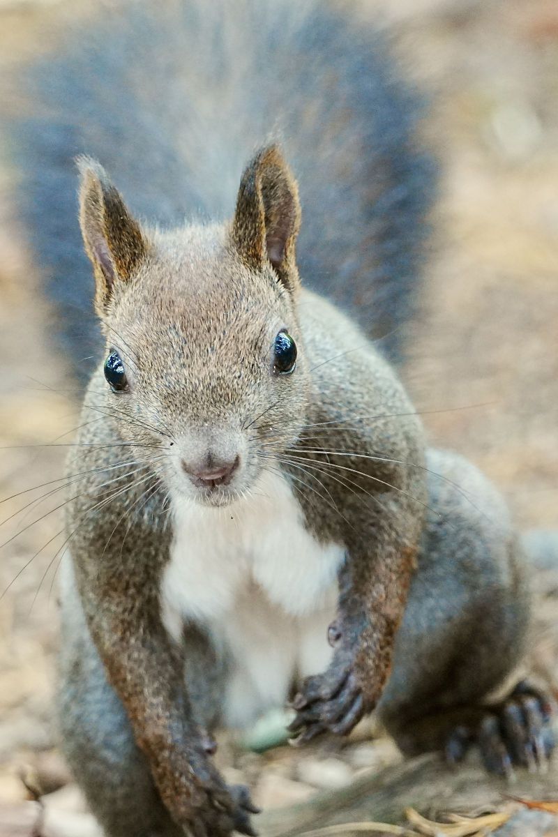 はっけよい！ | GANREF