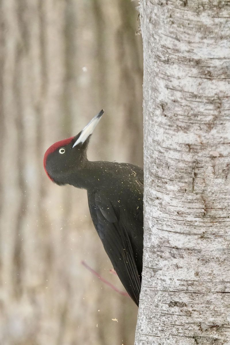クマゲラに初遭遇！ | GANREF