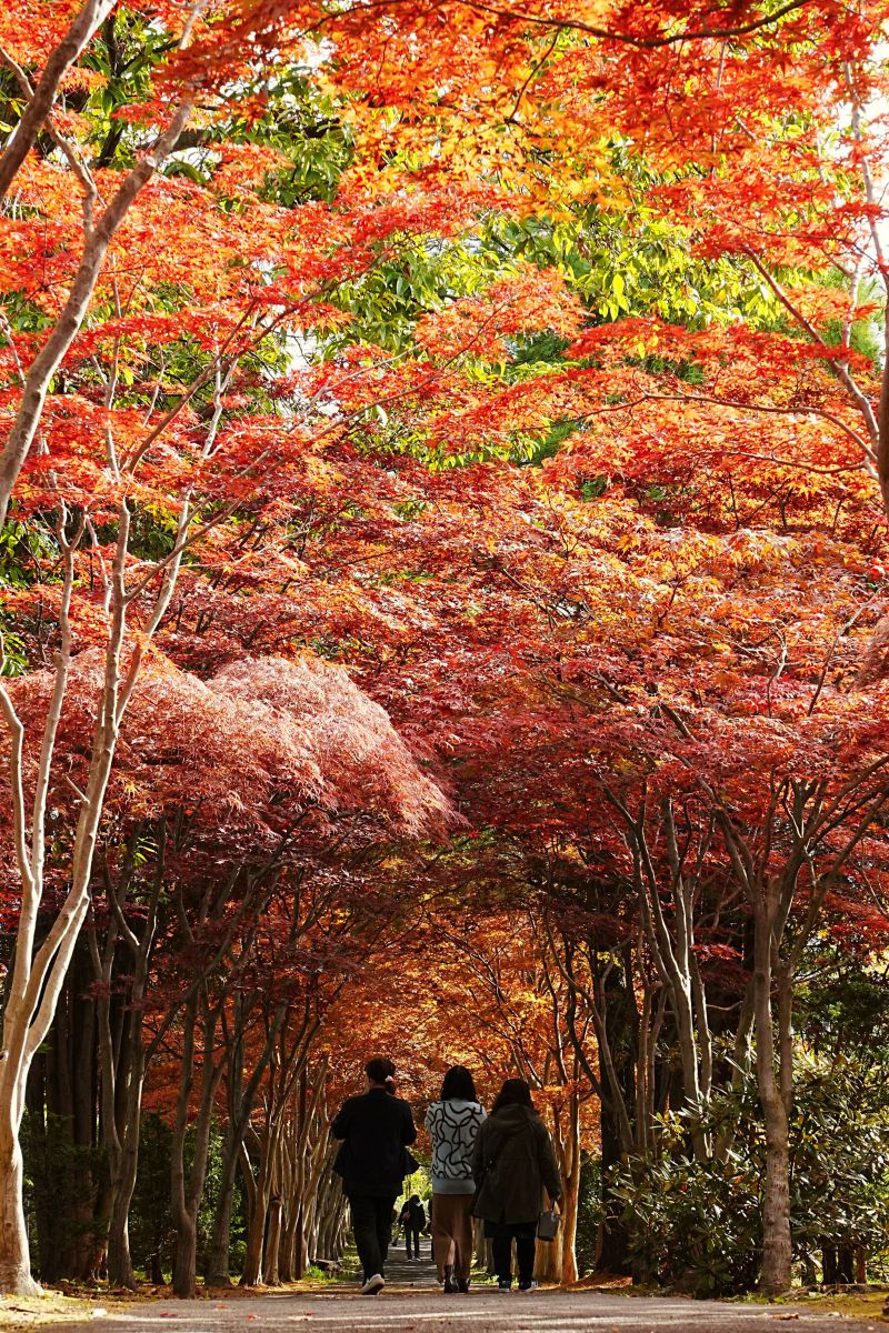 もみじトンネル | GANREF