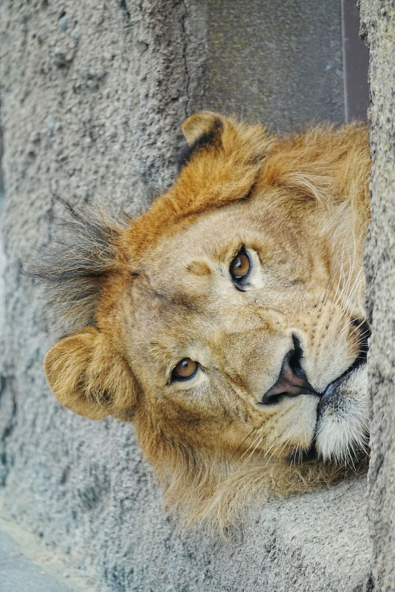 ひょっこりはん | GANREF