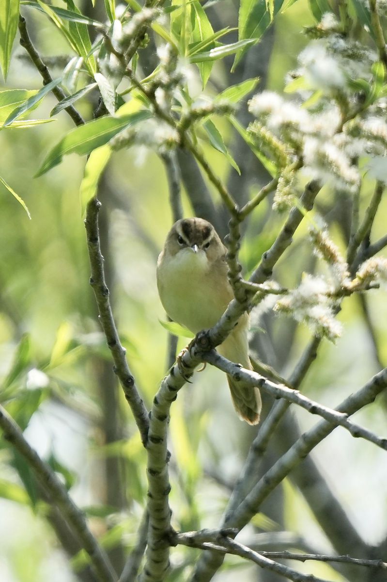 早朝のヨシキリさん | GANREF