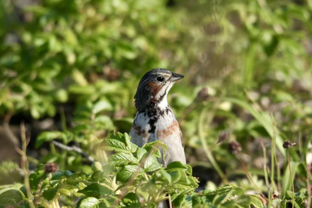 ひょっこりさん | GANREF