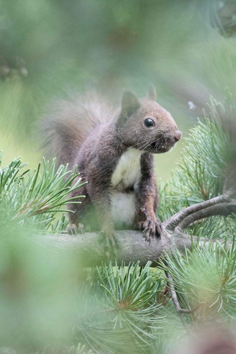 こっそり撮影 | GANREF