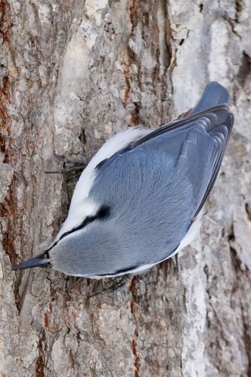 綺麗な青色ゴジュウカラ | GANREF