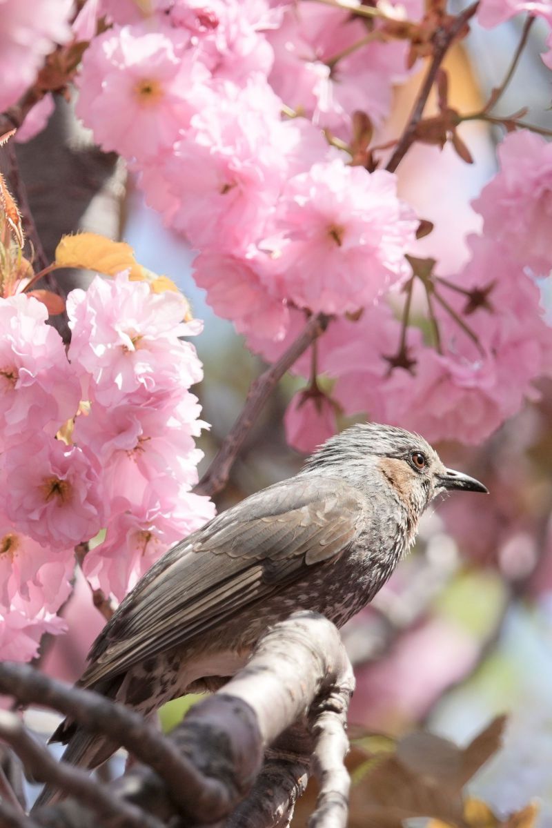 ヒヨドリとお花たち | GANREF