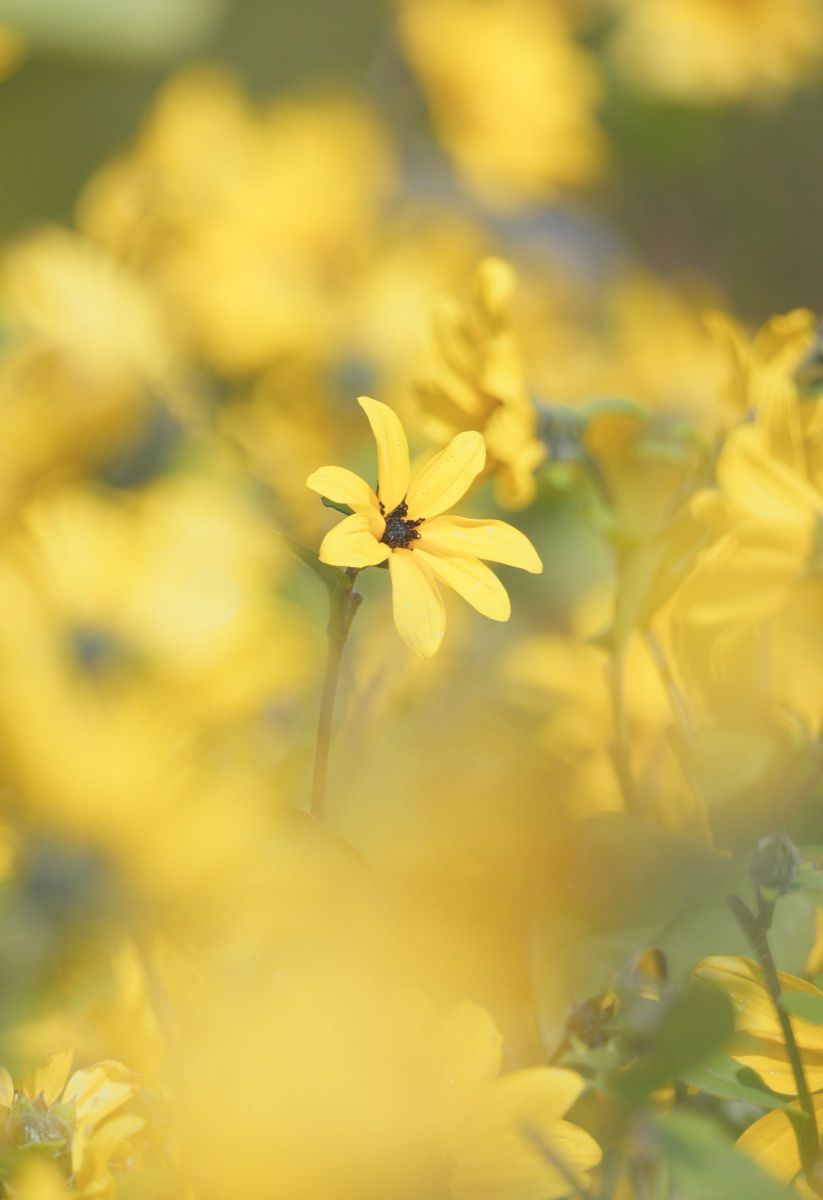 この花に決めた！ | GANREF