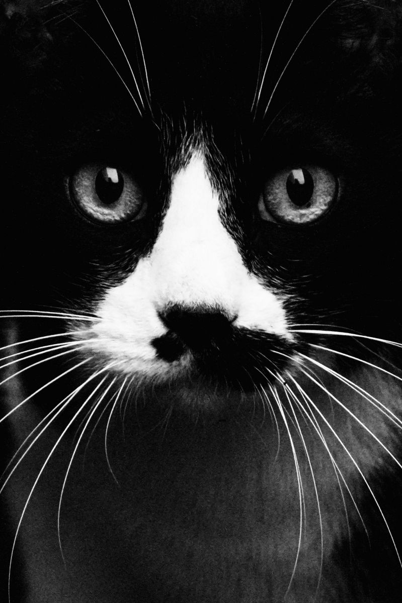 鋭い眼光 | GANREF