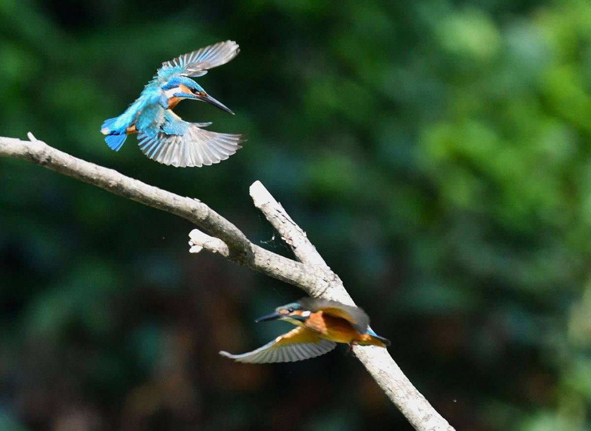 水辺の宝石 35 | GANREF