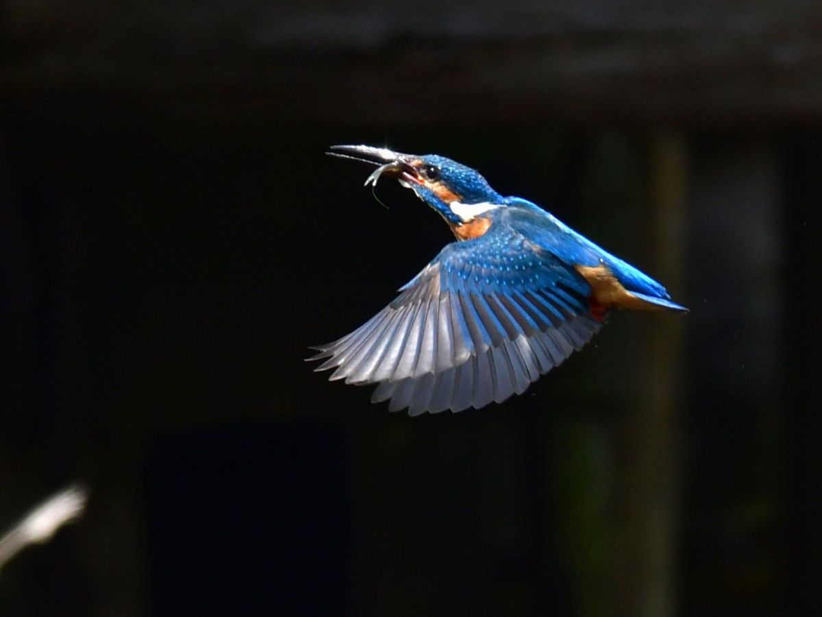 つかまいた06 | GANREF