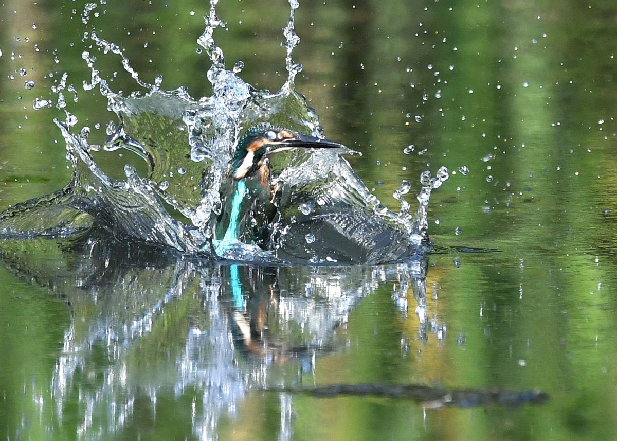 水辺の宝石 47 | GANREF