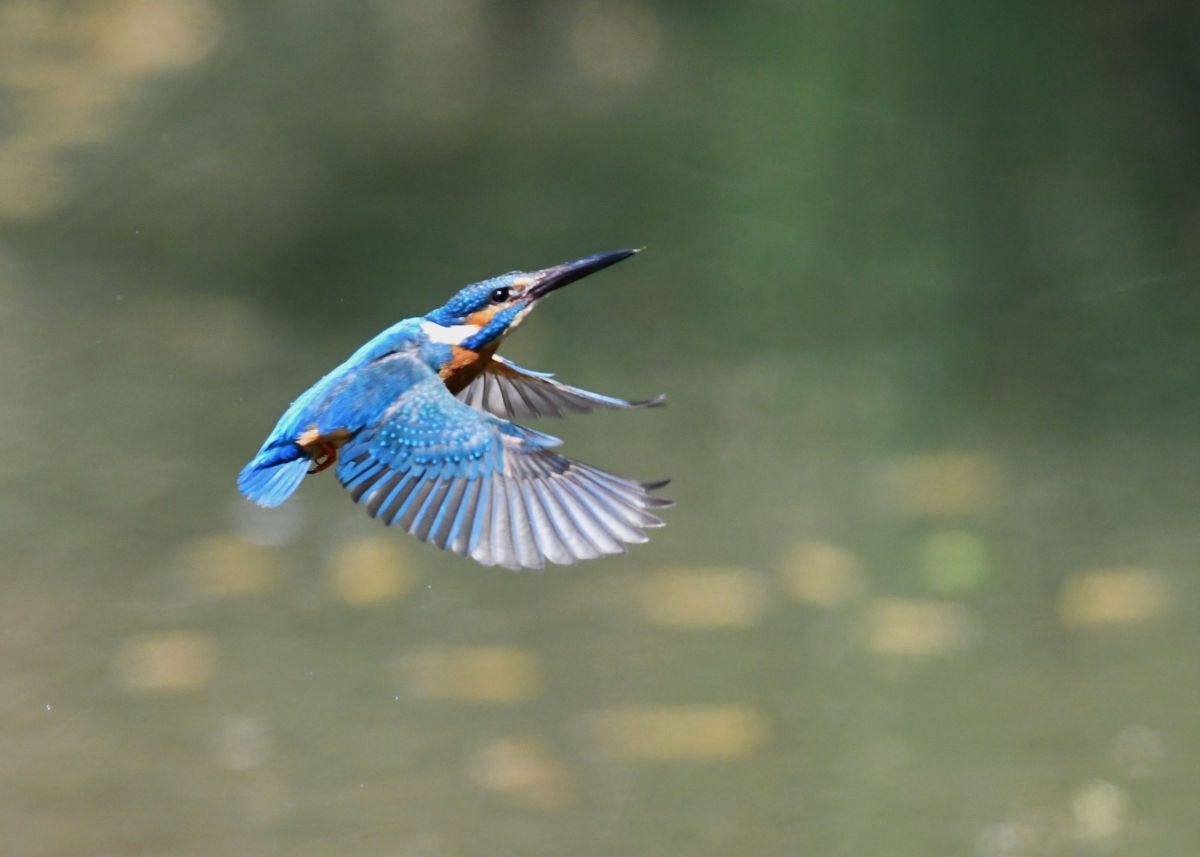 つかまいた10 | GANREF