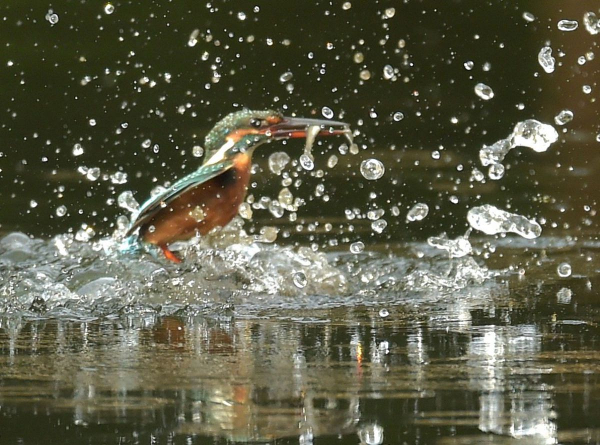 水辺の宝石 82 | GANREF