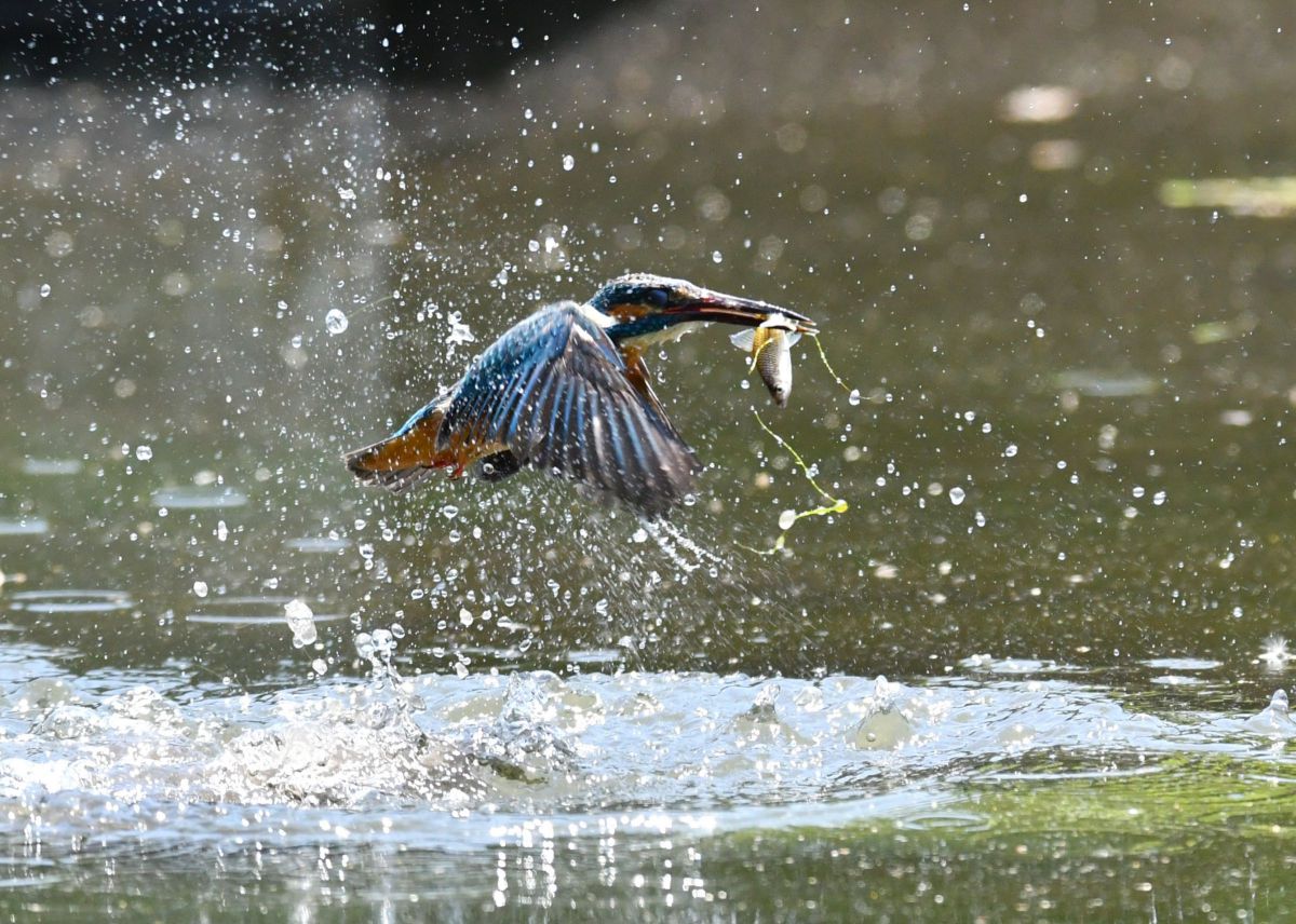 つかまいた14 | GANREF